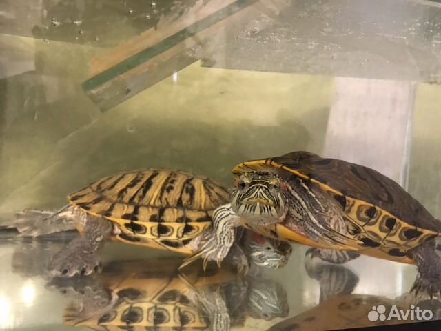 Две красноухие черепахи