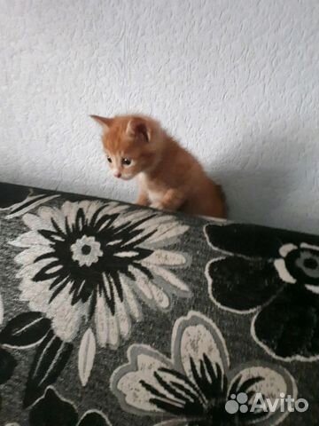 Рыженький котик