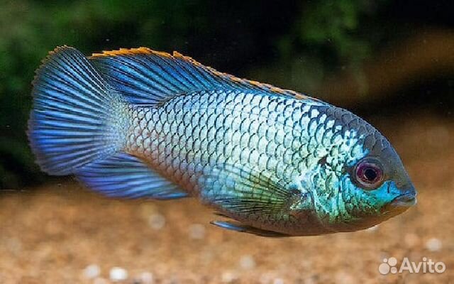 Нанаакара Неон Блю