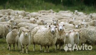 Бараны, матки с ягнятами, ярки