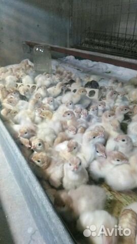 Подрощенные индюшата