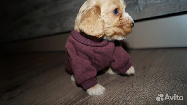 Английские кокер спаниельки