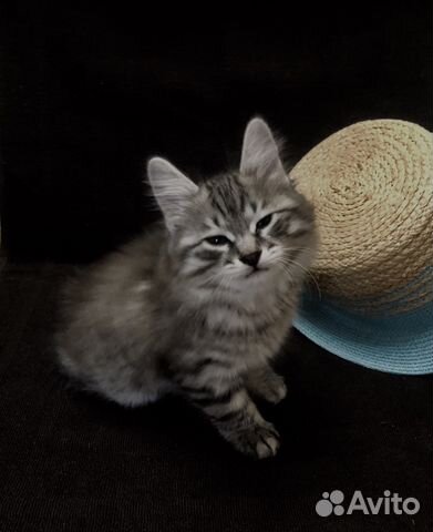 Курбобик кошечка