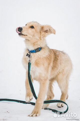 Отдам прекрасную Еву