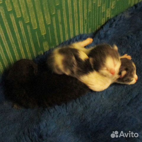 Котята в дар
