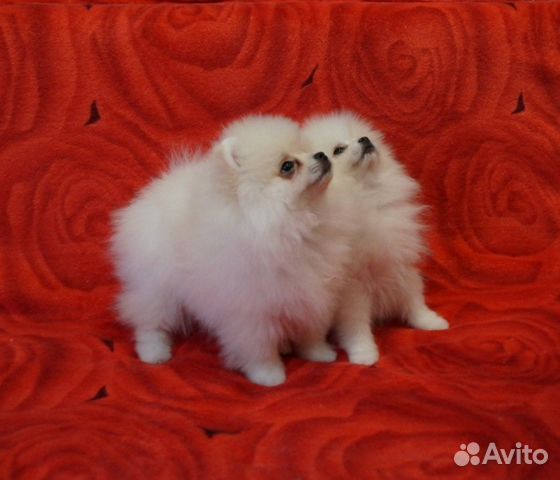 Облачко померанский шпиц