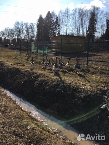 Гусиные яйца