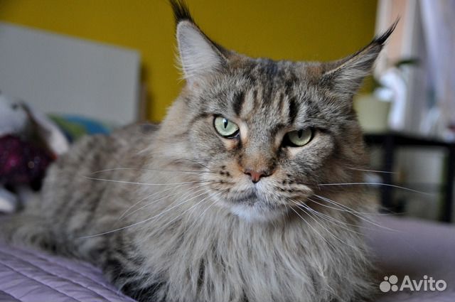 Кошка мейн-кун за символическую плату