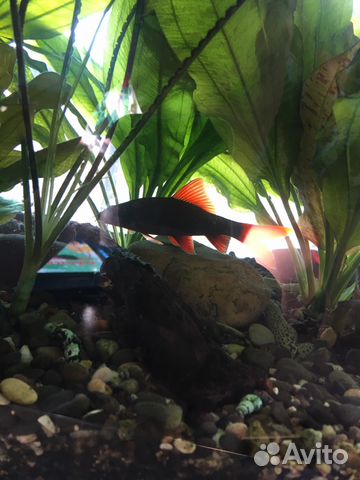 Лабео меченосец сом таракатум