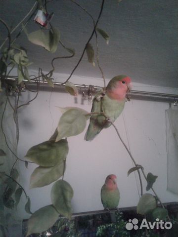 Пропал попугай-неразлучник