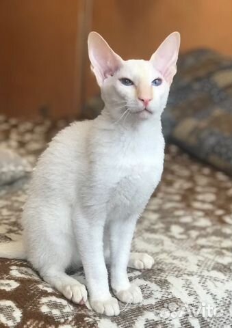 Котята петербургского сфинкса