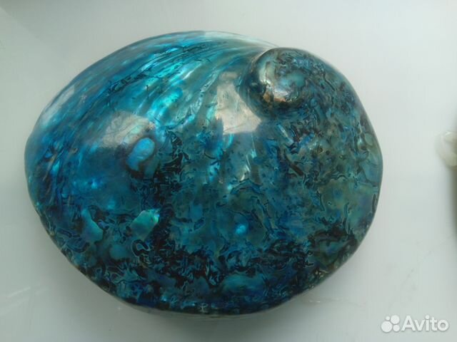 Морские ушки Haliotis