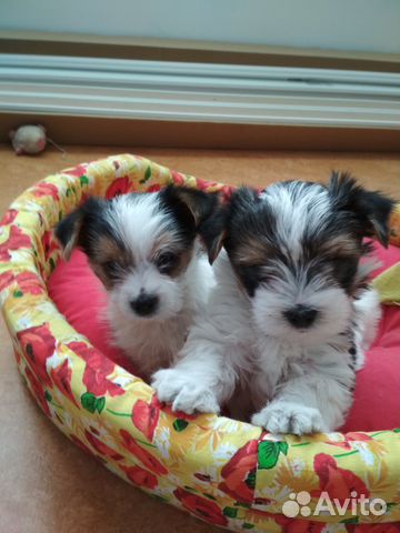 Цветные йорки - биверята