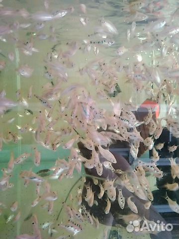 Барбус шуберта. данио розовые