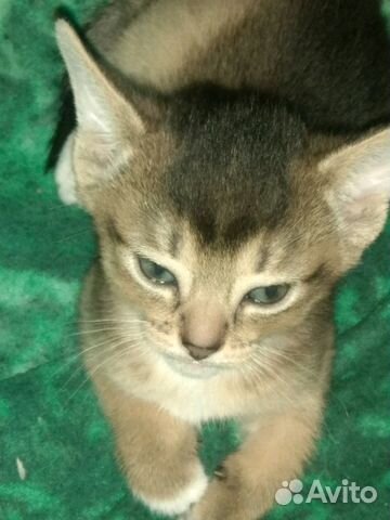 Котята абиссинские