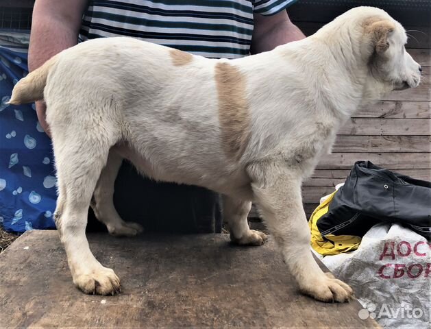 Крупные щенки Алабая