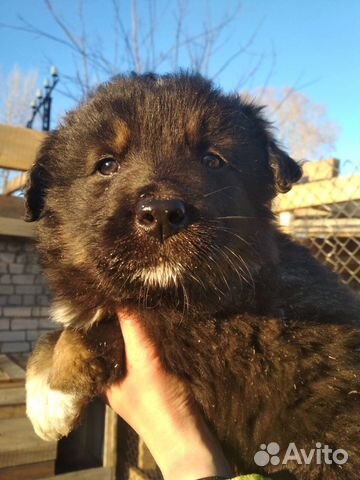 Щенки мальчики в добрые руки Кавказец овчарка