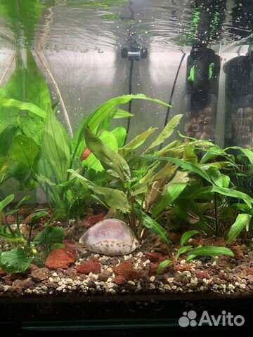 Аквариум Aquael nano cube 40 л