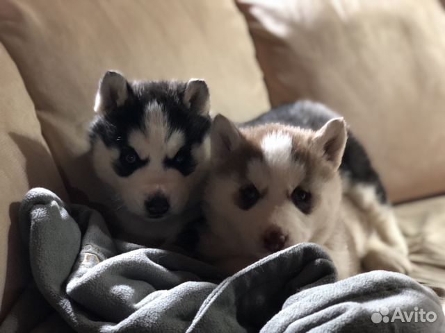 Сибирский хаски