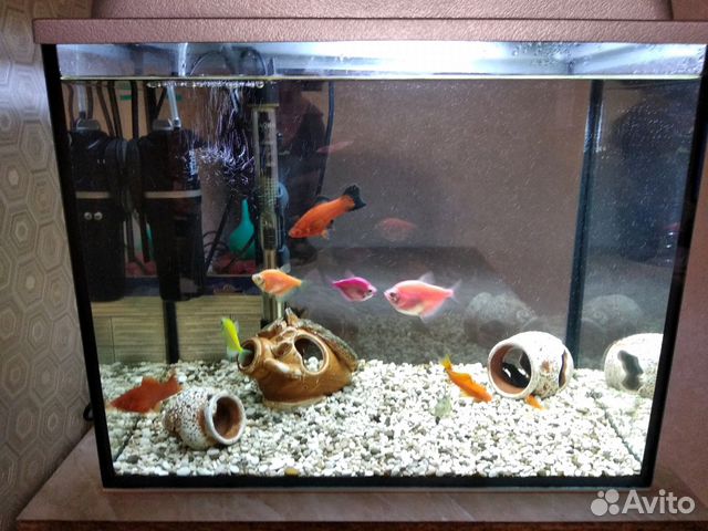 Аквариумные рыбки