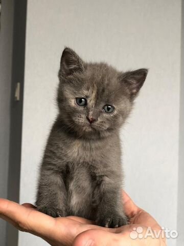 Котёнок Британская страйт