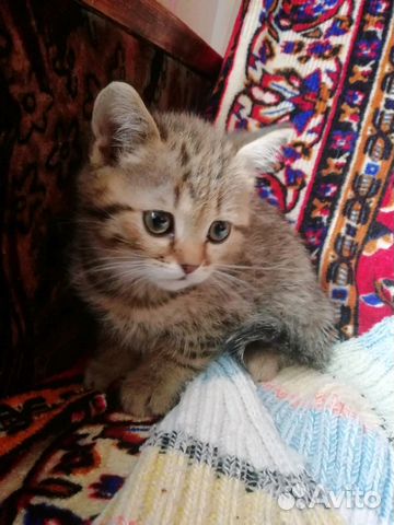 Продам котят