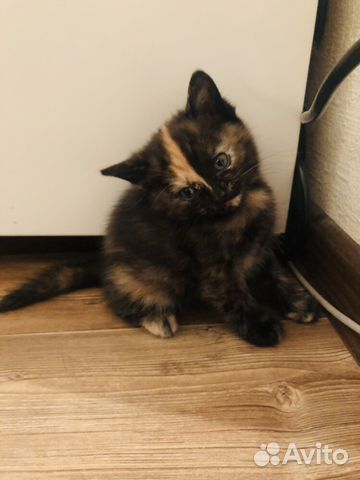 Котята