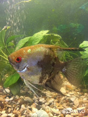 Рыба склярия