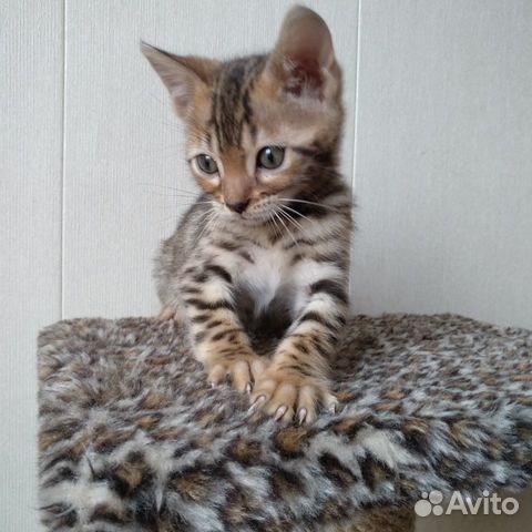 Котята клубные