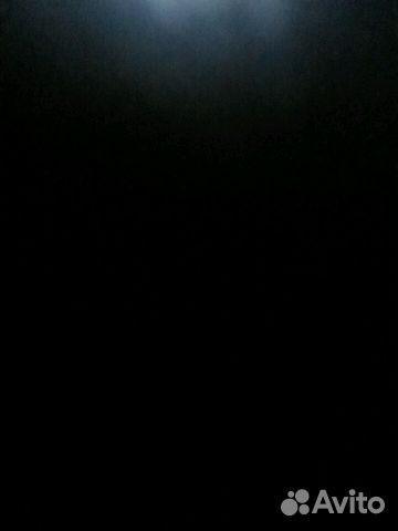 Щенки бигля