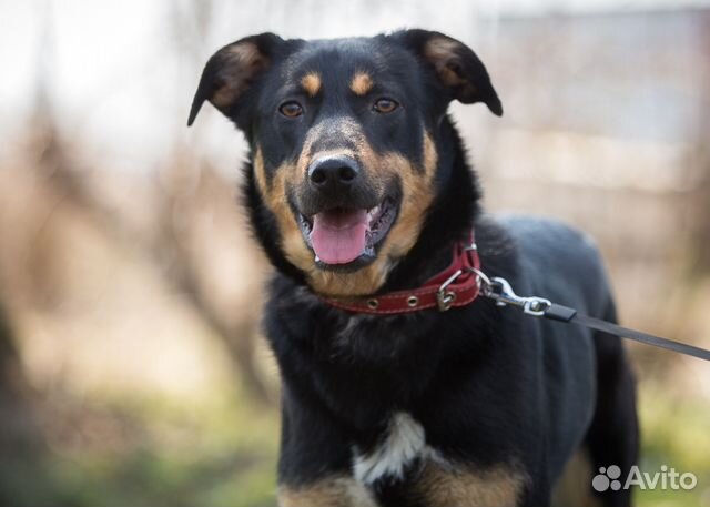 Хорошая собака в добрые руки, в дар
