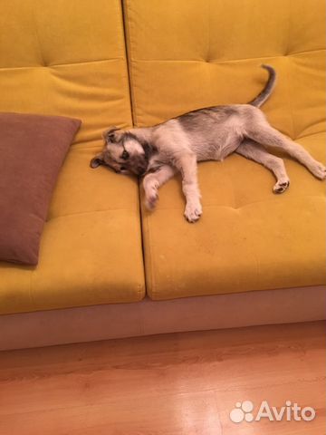 Щенок девочка 2,5 месяца. Привита на один раз, ско