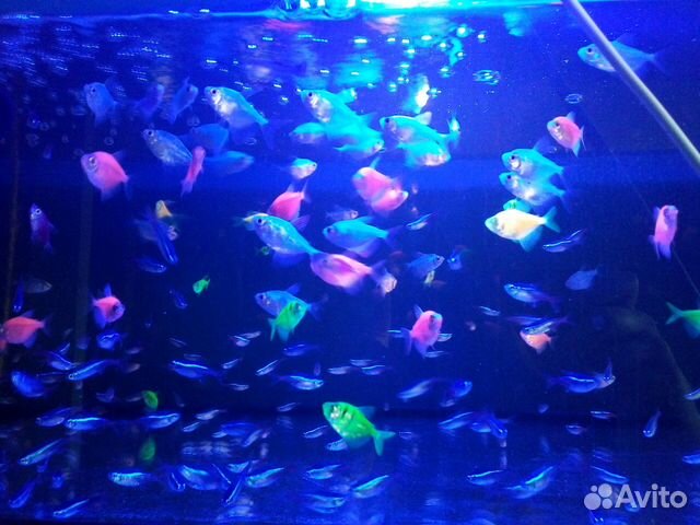 Рыбки неон,тернеции,сомики и др