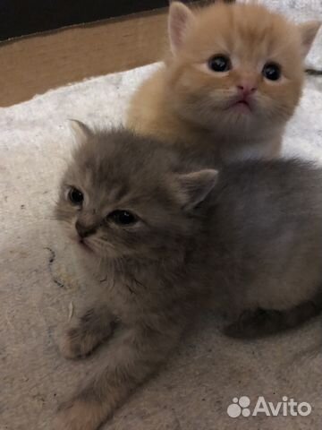 Коты метисы
