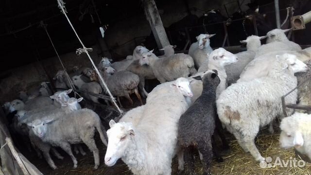 Продам баранчиков