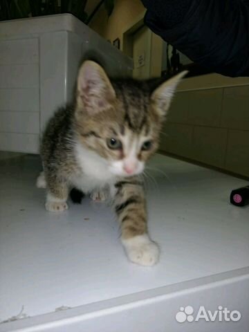 Помогите обрести полосатику дом