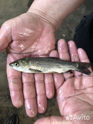 Малёк для пруда