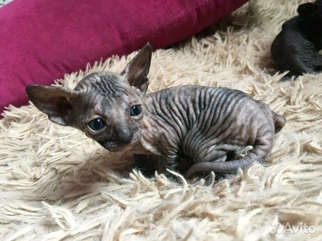 Донской сфинкс резиновая девочка