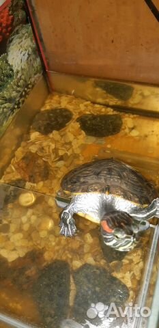 Черепаха красноухий