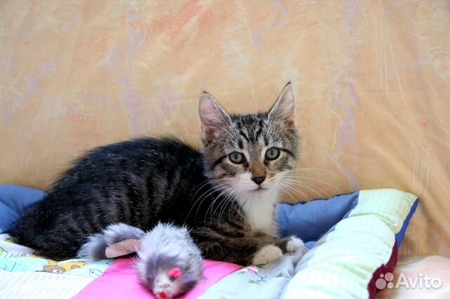 Славный парнишка, 2,5 мес