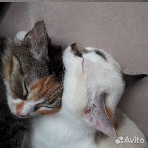 Котята в заботливые руки