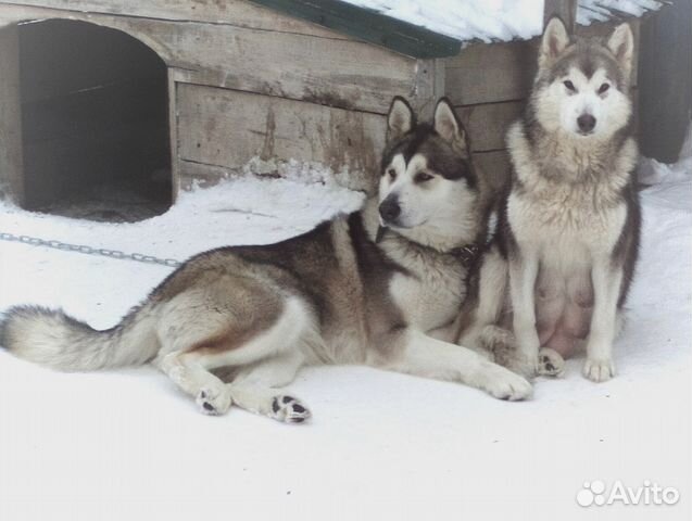 Аляскинский маламут
