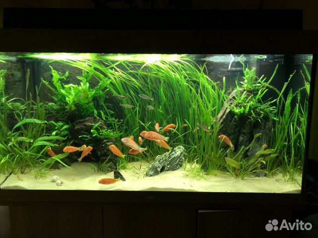 Трофеусы Caramba Red Bishop