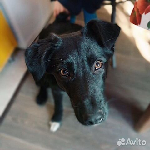 Красавица Грета ищет семью