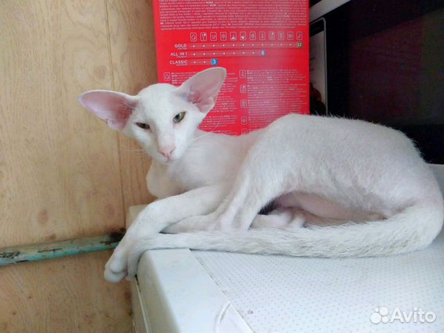 Кошечка петербургского сфинкса