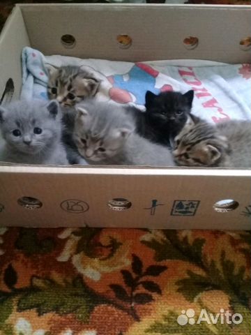 Мать породистая шотландская-вислоухая