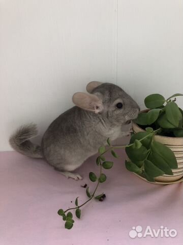 Шиншилла, мальчик