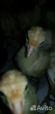 Индюшата Биг 6 (8 сутки, вывод- 05.06.18)