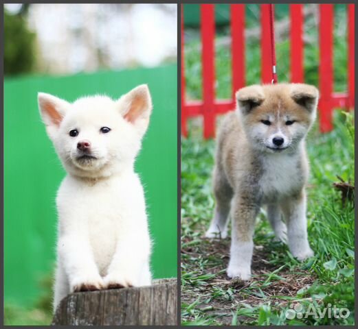 Белоснежный красавец и рыжая красотка