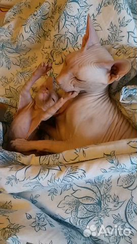 Котята донского сфинкса